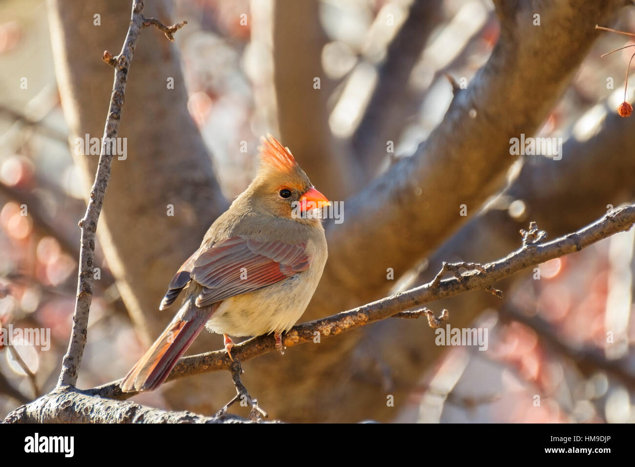 Cardinalis cardinalis perching hi-res stock photography and images - Alamy