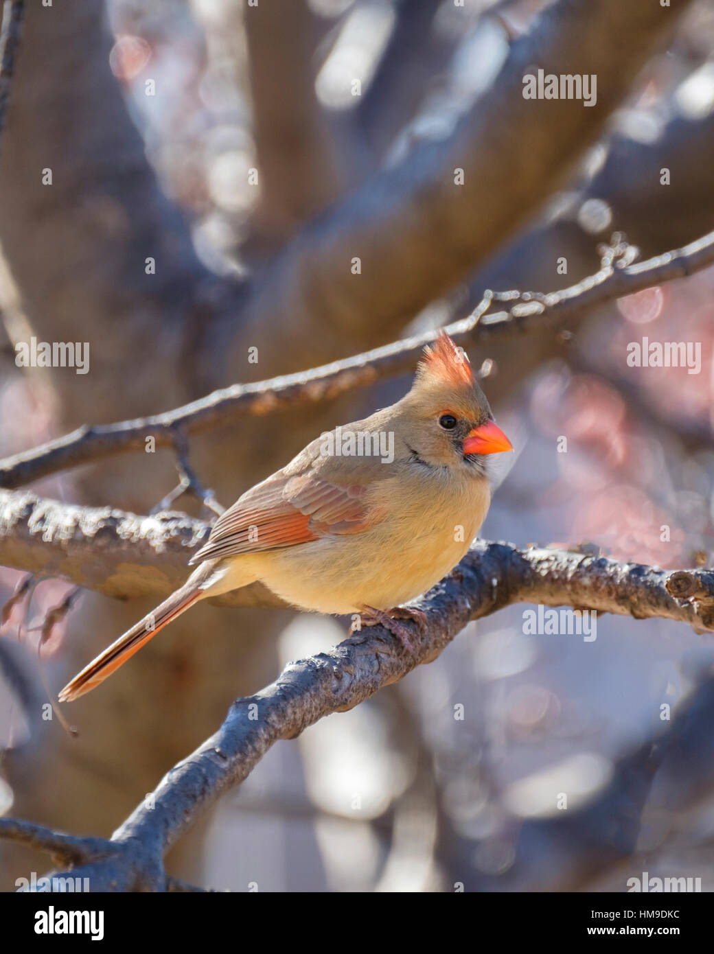 Northern Cardinal female, Cardinalis cardinalis, perched on a tree limb ...