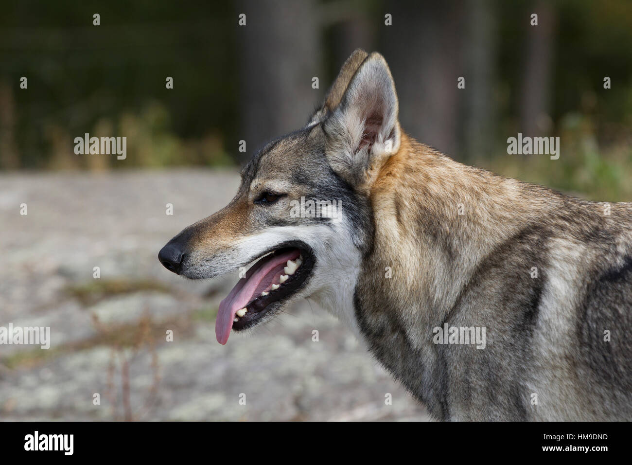 How Big Do Wolf Hybrids Get