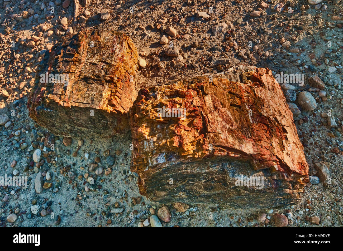 Petrified wood at Escalante Petrified Forest State Park, Colorado ...
