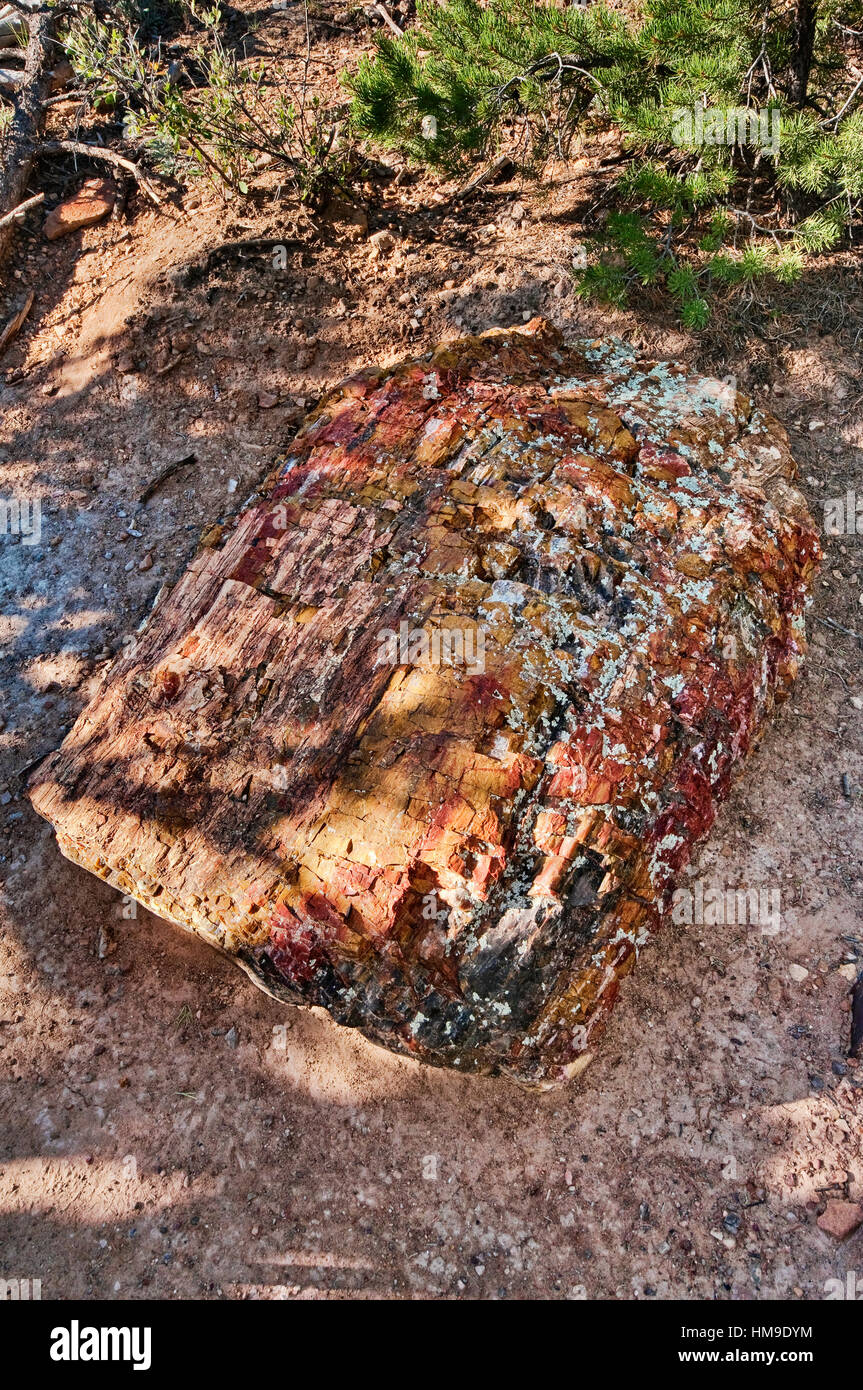 Petrified wood at Escalante Petrified Forest State Park, Colorado ...