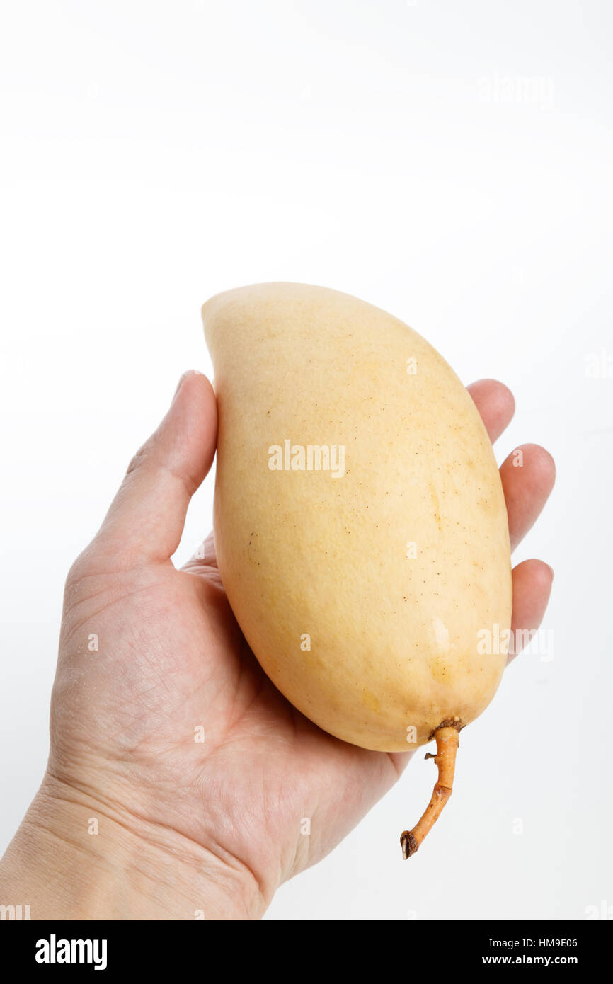 fresh yellow mango with white background, close up Stock Photo - Alamy