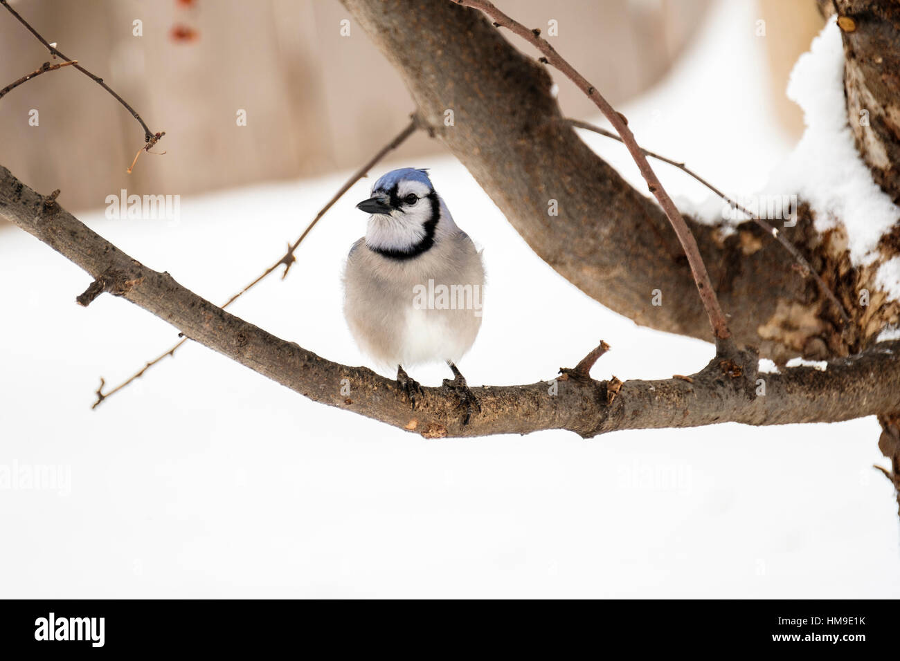 Bluejay in snowy tree hi-res stock photography and images - Alamy
