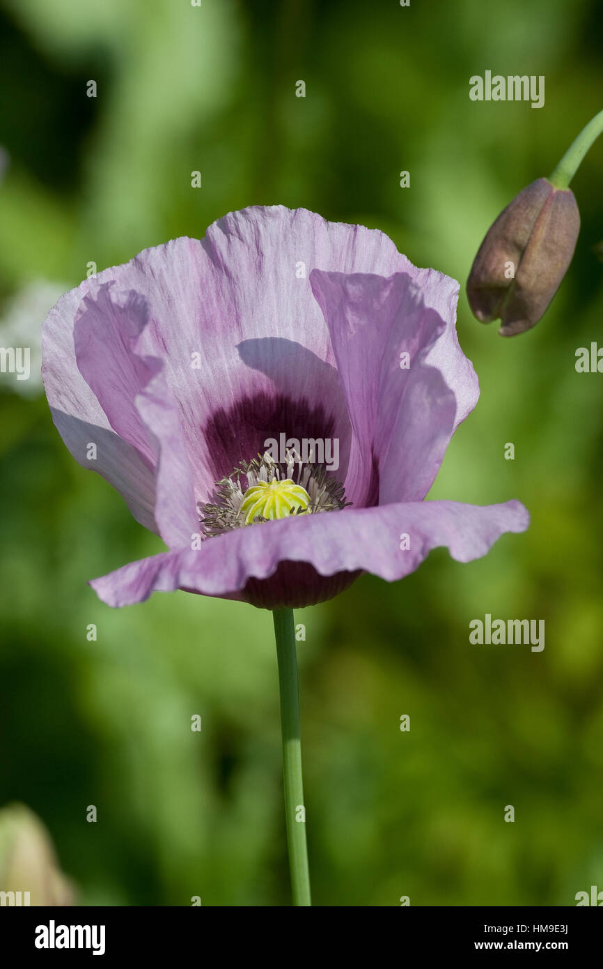 Schlaf-Mohn, Schlafmohn, Mohn, Papaver somniferum, Opium Poppy Stock ...