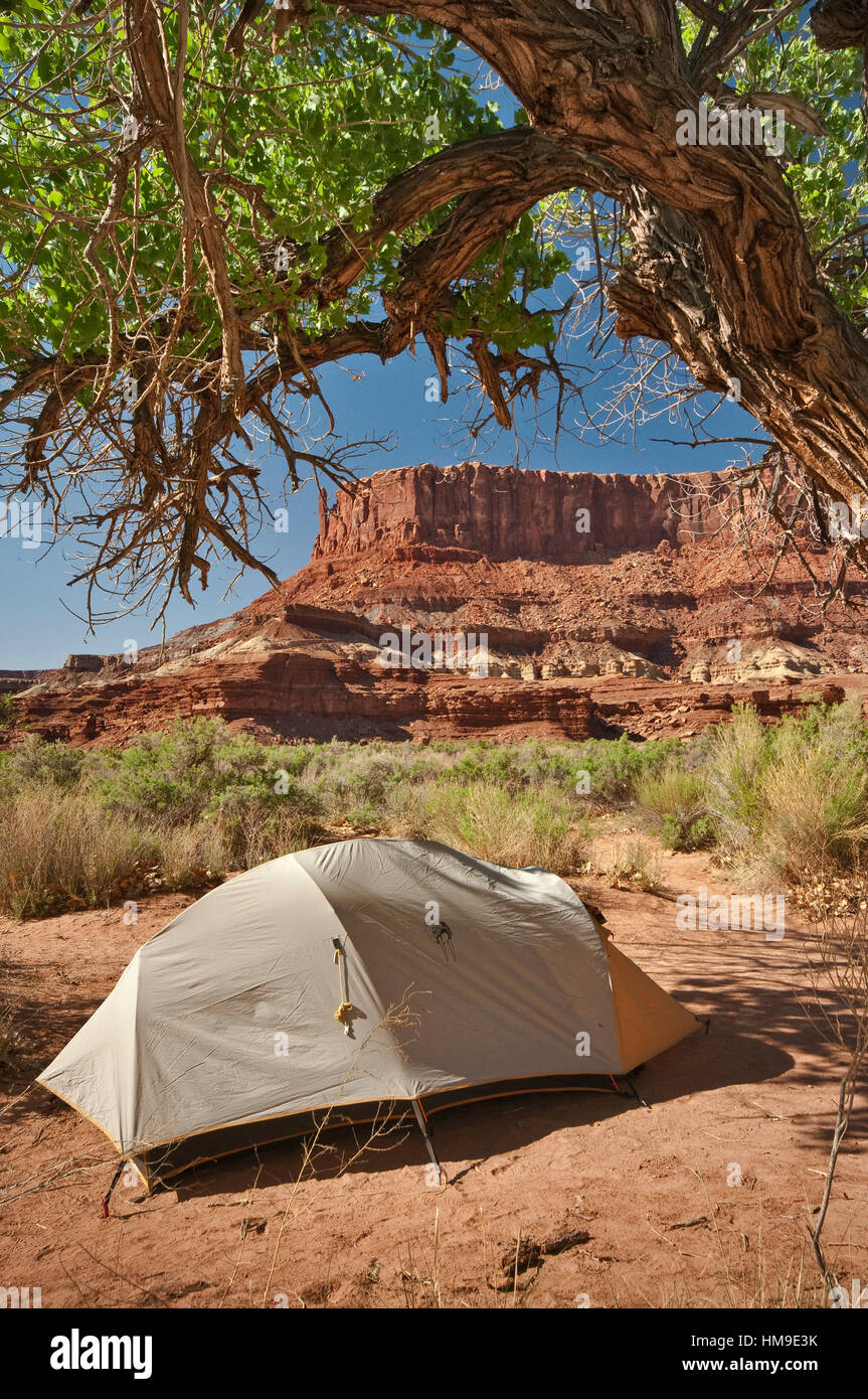 Campsite under cottonwood tree, Potato Bottom Camp, Bighorn Mesa in ...