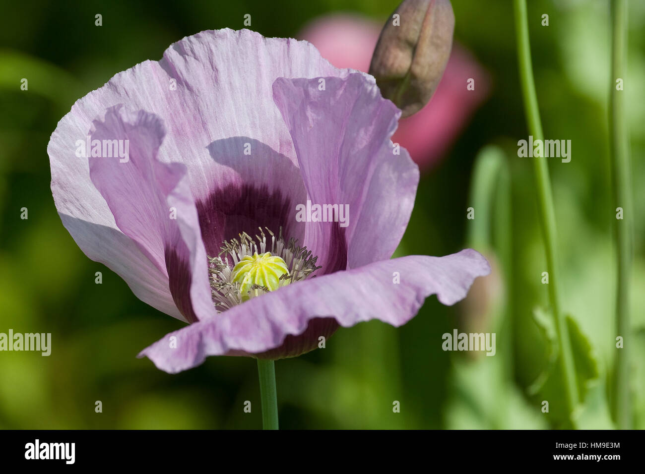 Schlaf-Mohn, Schlafmohn, Mohn, Papaver somniferum, Opium Poppy Stock ...