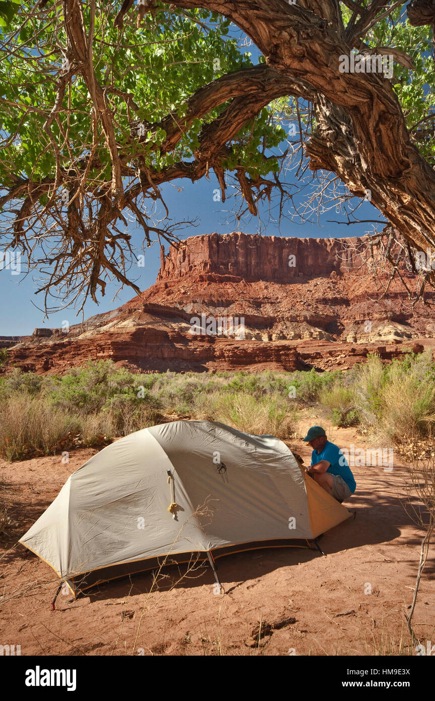 Campsite under cottonwood tree, Potato Bottom Camp, Bighorn Mesa in ...