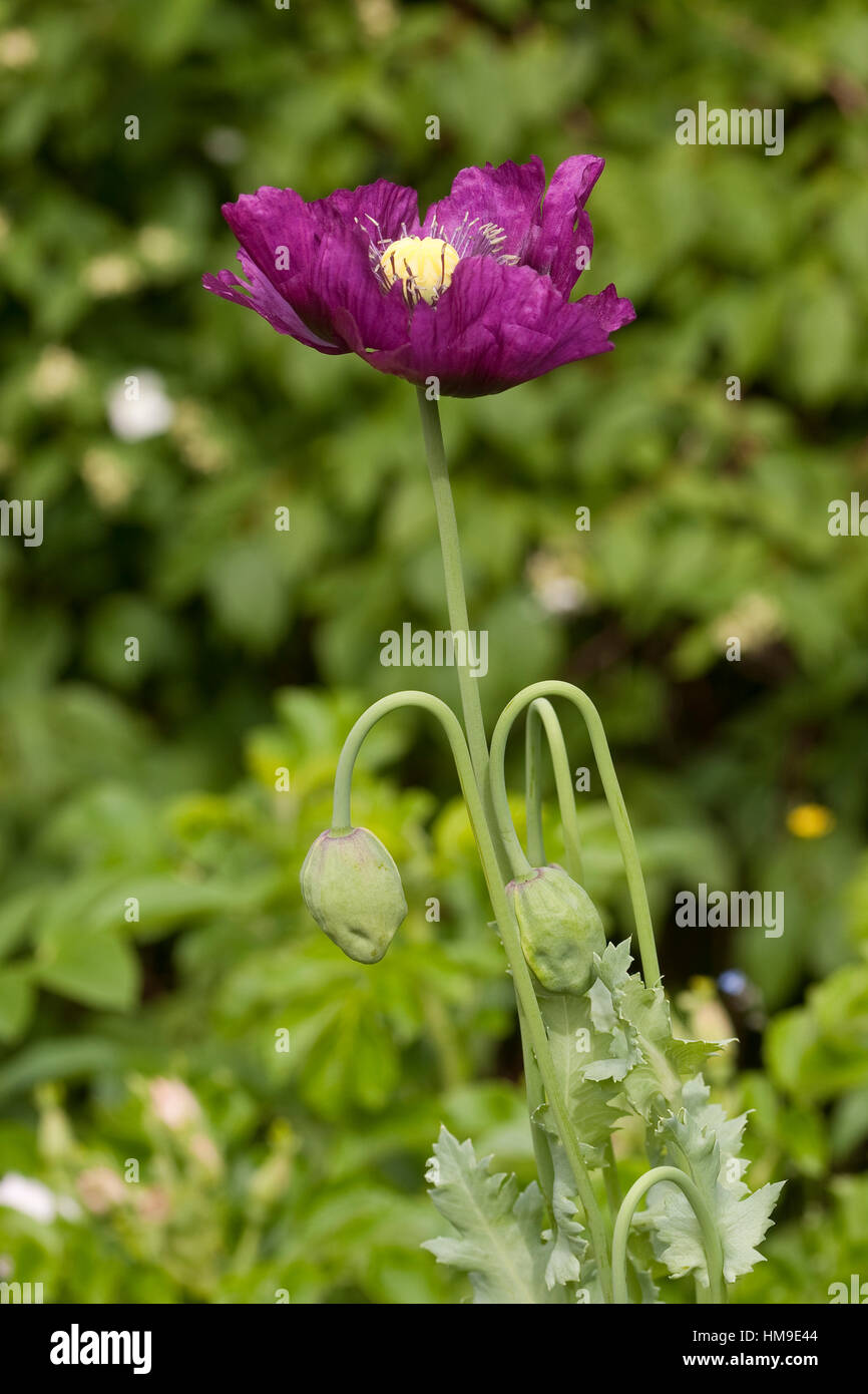 Schlafmohn, Schlaf-Mohn, Mohn, Papaver somniferum, Opium Poppy Stock ...