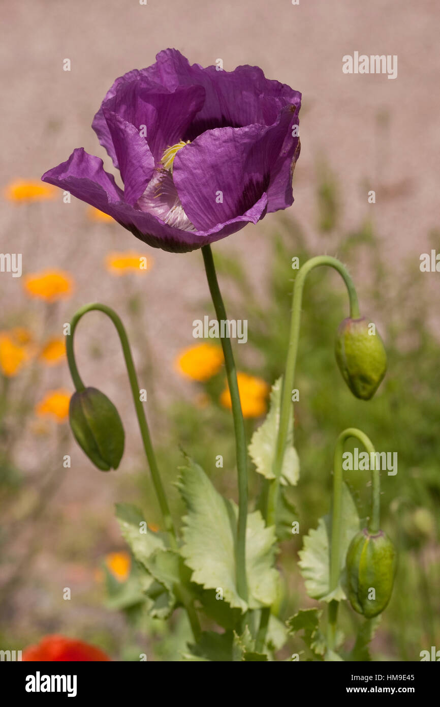 Schlafmohn, Schlaf-Mohn, Mohn, Papaver somniferum, Opium Poppy Stock ...