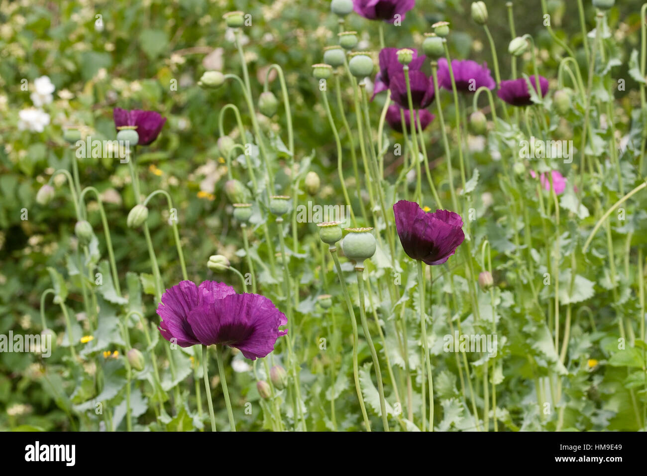Schlafmohn, Schlaf-Mohn, Mohn, Papaver somniferum, Opium Poppy Stock ...