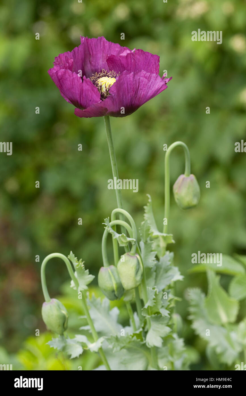 Schlafmohn, Schlaf-Mohn, Mohn, Papaver somniferum, Opium Poppy Stock ...