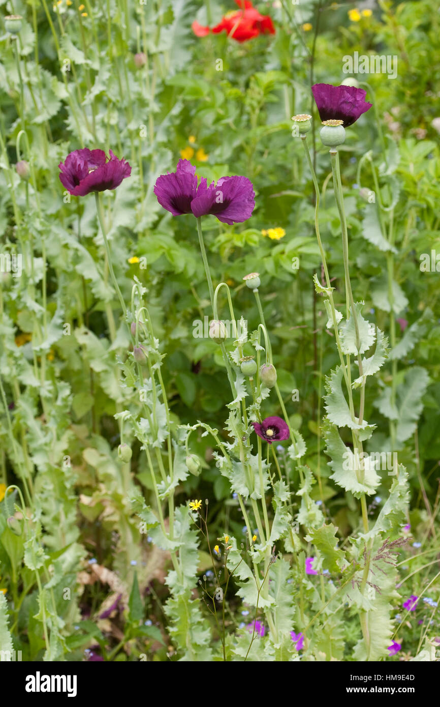 Schlafmohn, Schlaf-Mohn, Mohn, Papaver somniferum, Opium Poppy Stock ...