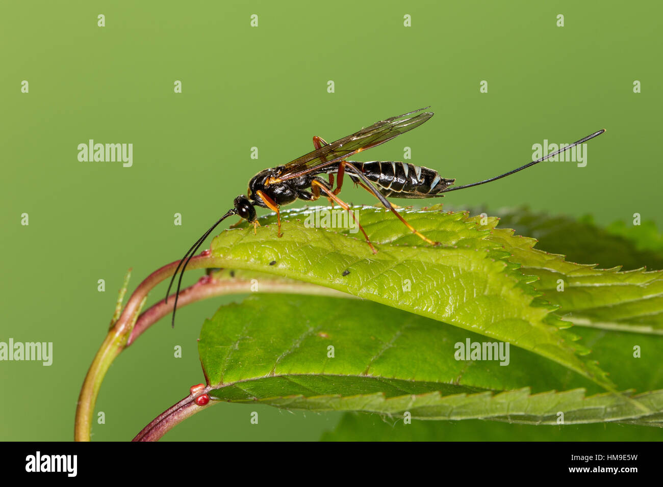 Schlupfwespe, Coleocentrus excitator, Ichneumon excitator, parasitoid ...