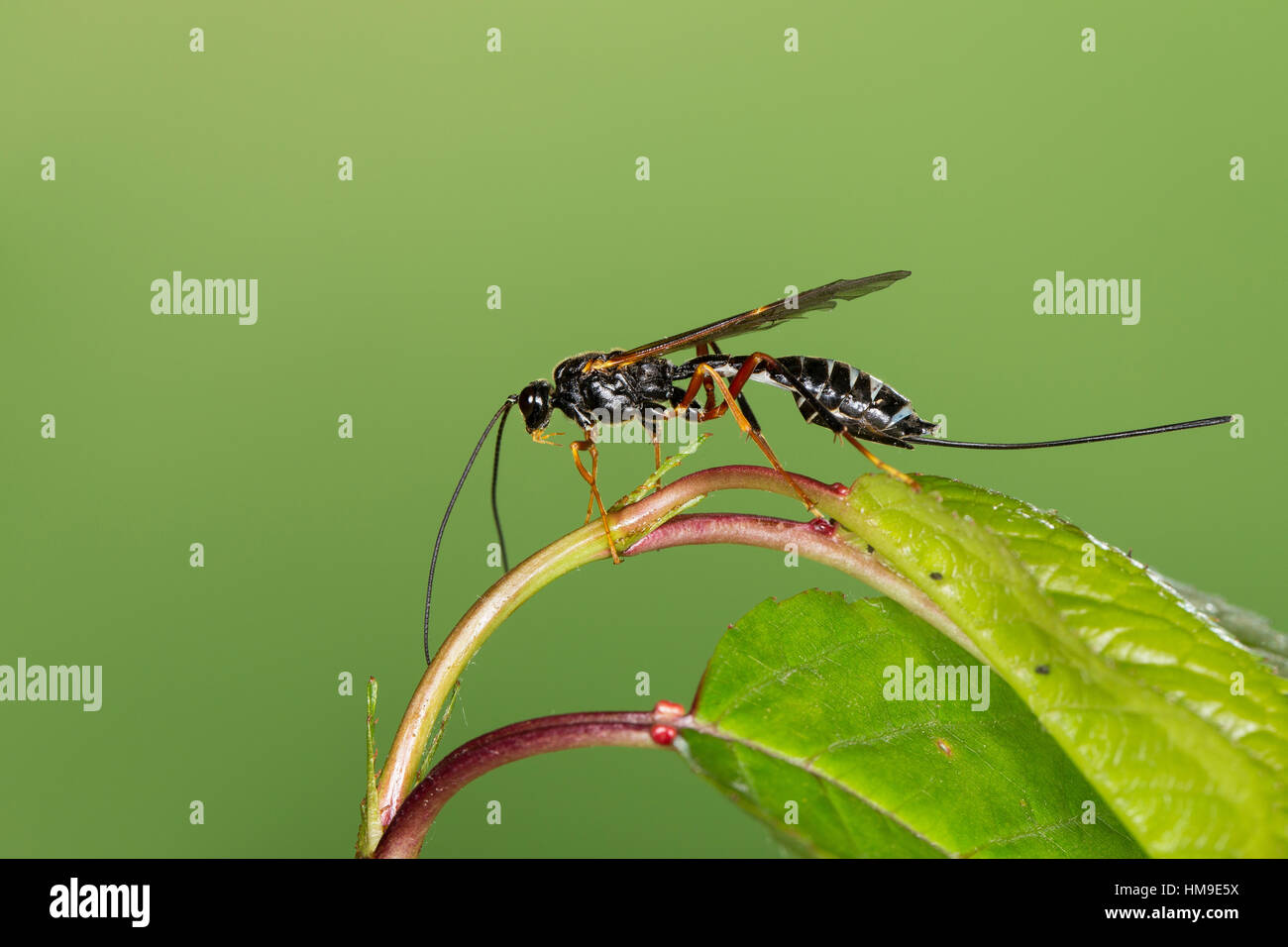 Schlupfwespe, Coleocentrus excitator, Ichneumon excitator, parasitoid ...