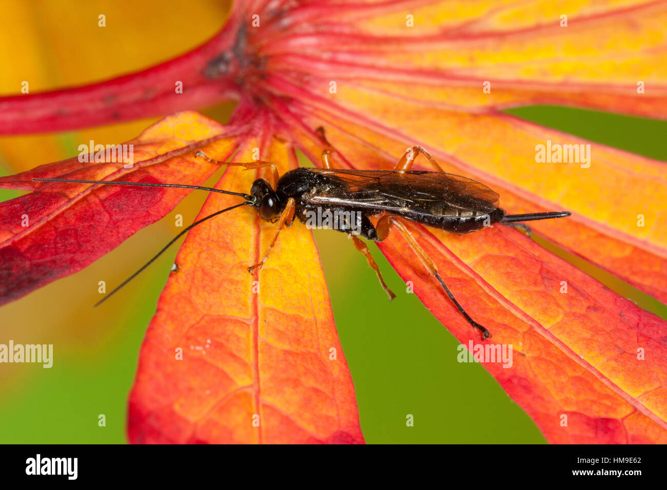 Schlupfwespe, Weibchen, Pimpla spec., Ichneumon, parasitic wasp, female ...