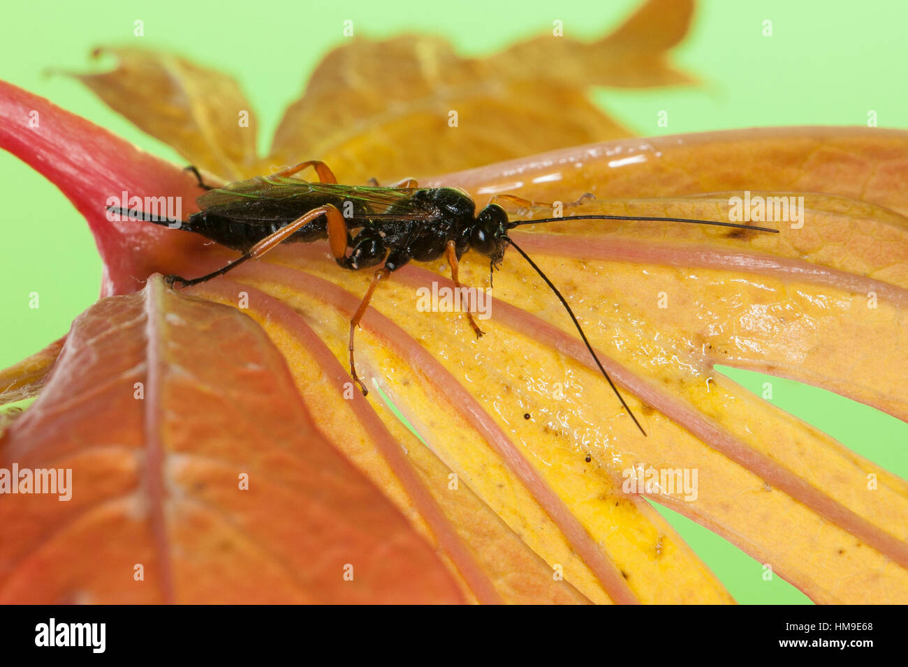 Schlupfwespe, Weibchen, Pimpla spec., Ichneumon, parasitic wasp, female ...