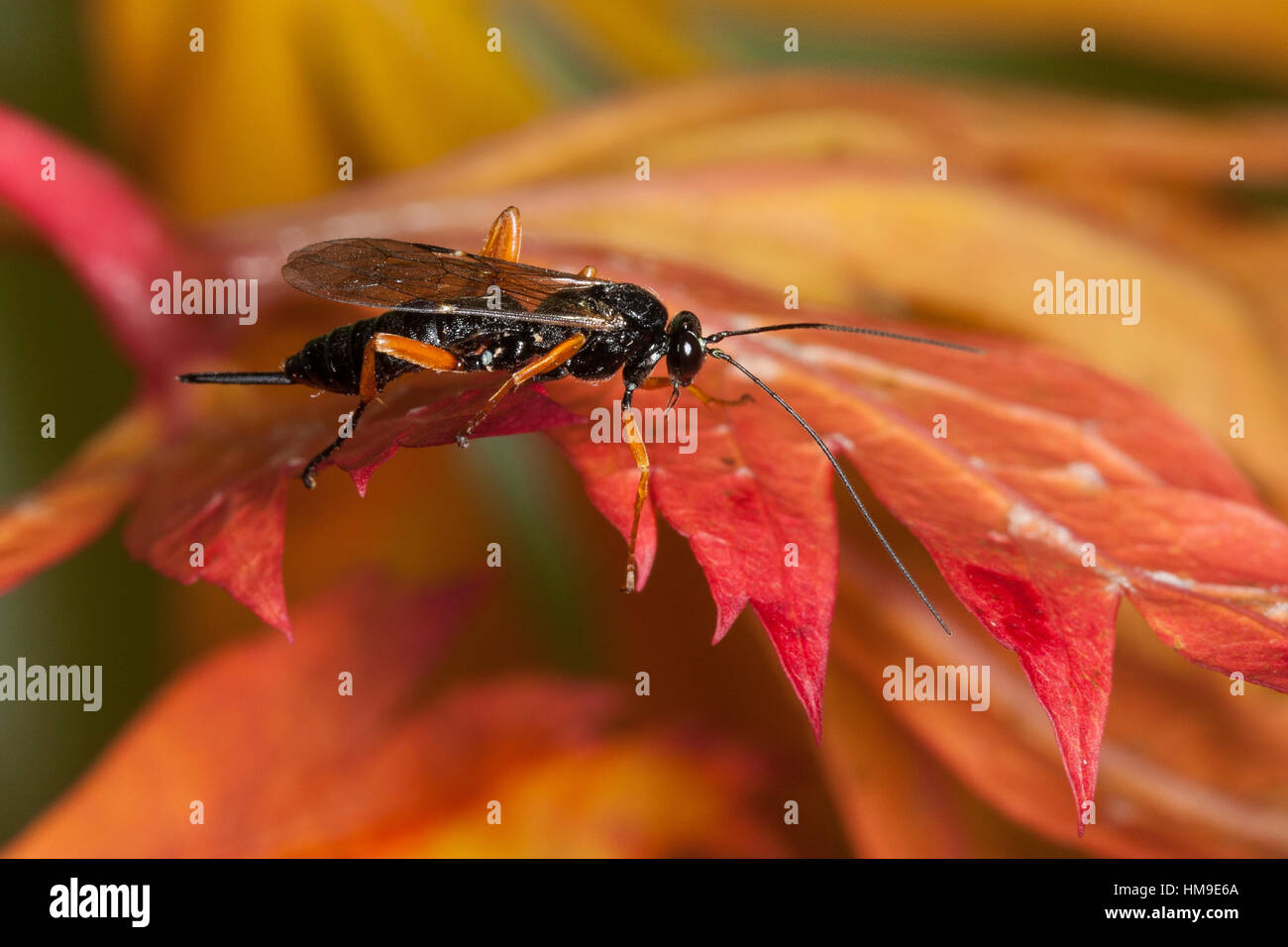 Schlupfwespe, Weibchen, Pimpla spec., Ichneumon, parasitic wasp, female ...