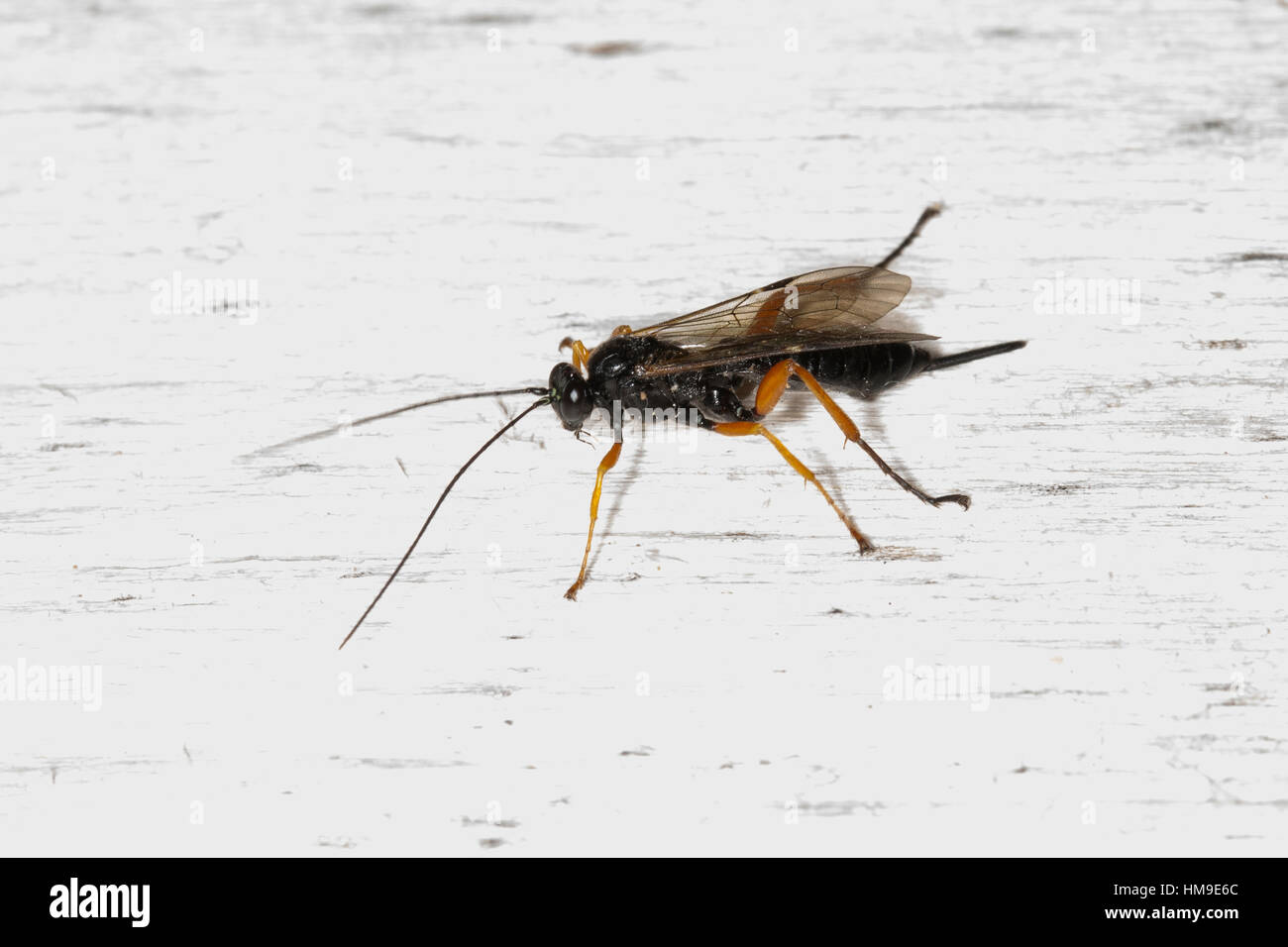 Schlupfwespe, Weibchen, Pimpla spec., Ichneumon, parasitic wasp, female ...