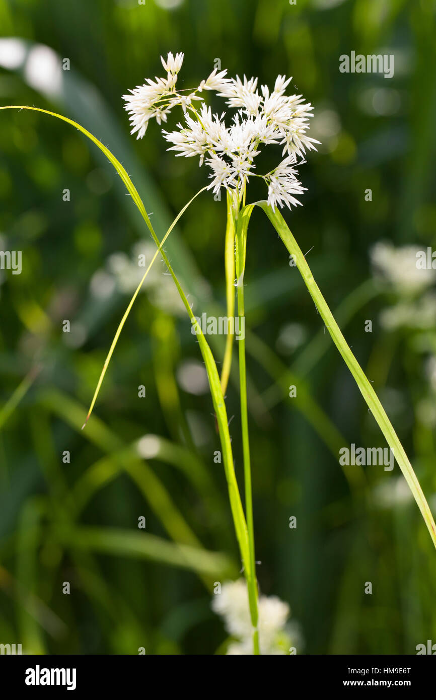 Schnee-Hainsimse, Schneeweiße Hainsimse, Weiße Hainsimse, Schneemarbel ...
