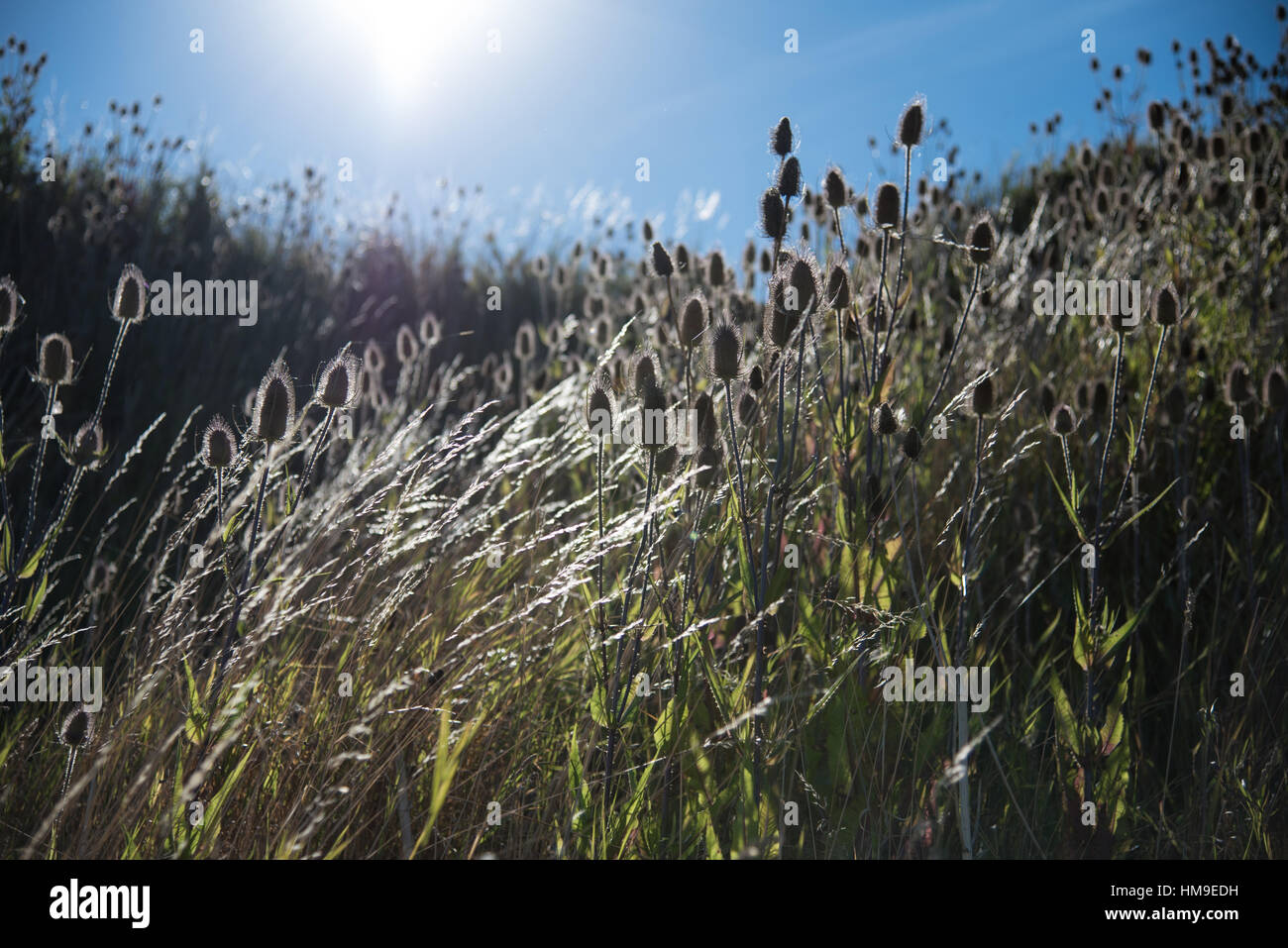 low angel shot of grass growing on dunes with blue sky and sun in ...