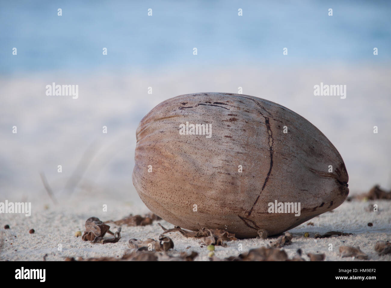 coconut in the sand Stock Photo - Alamy