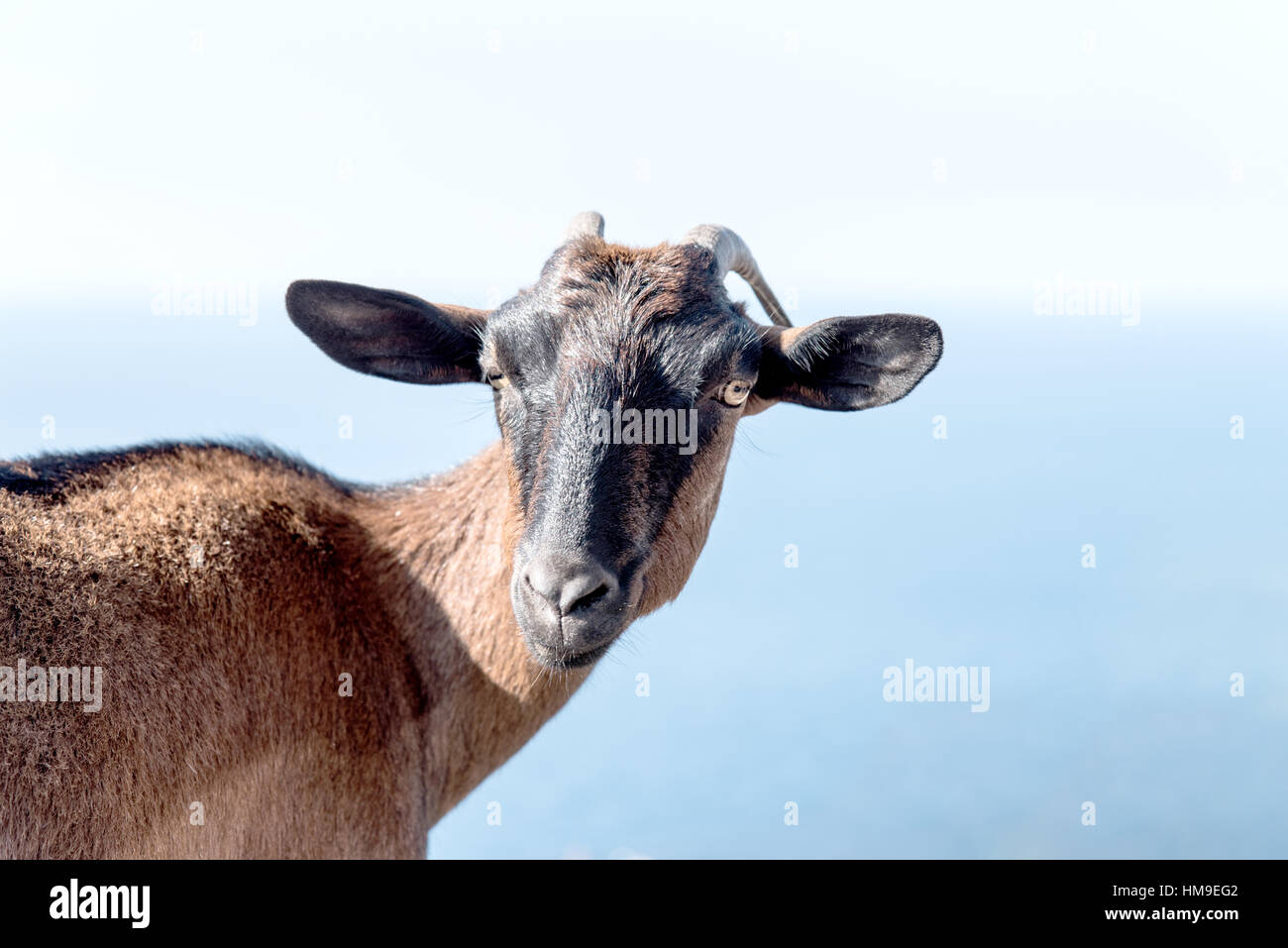 goat looking at camera Stock Photo - Alamy