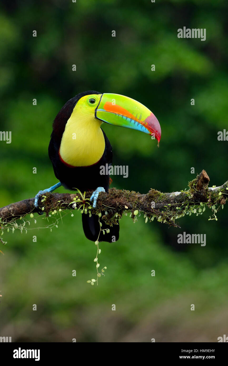 Keel- Billed Toucan in Costa Rica tropical Rain forest Stock Photo - Alamy