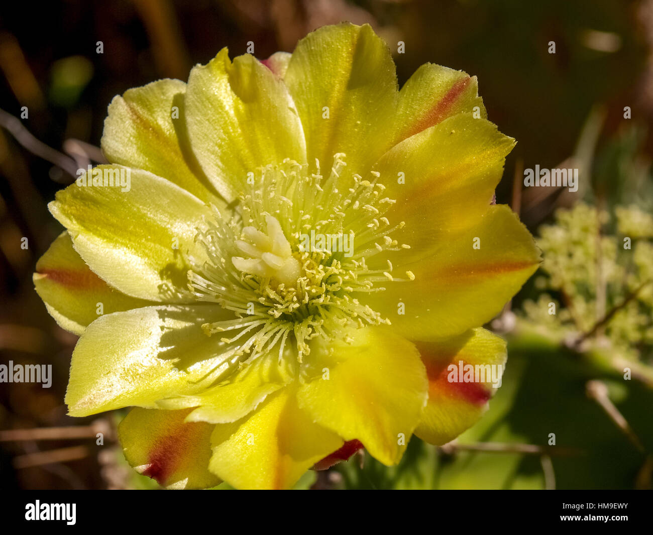 Corse - Corsica, France: Flower of Corse Stock Photo - Alamy