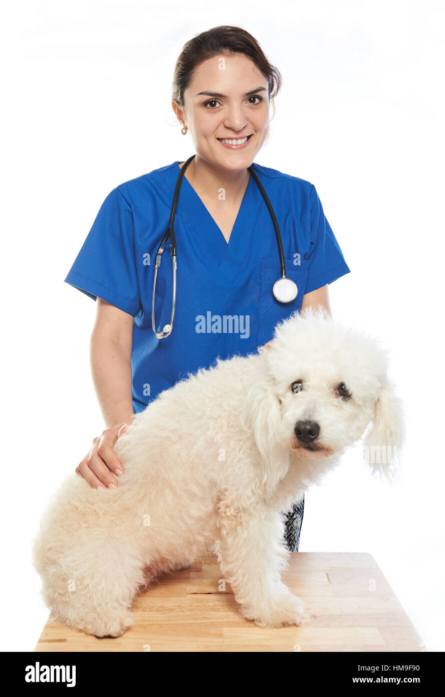 young veterinarian with french poodle dog on a white background Stock ...