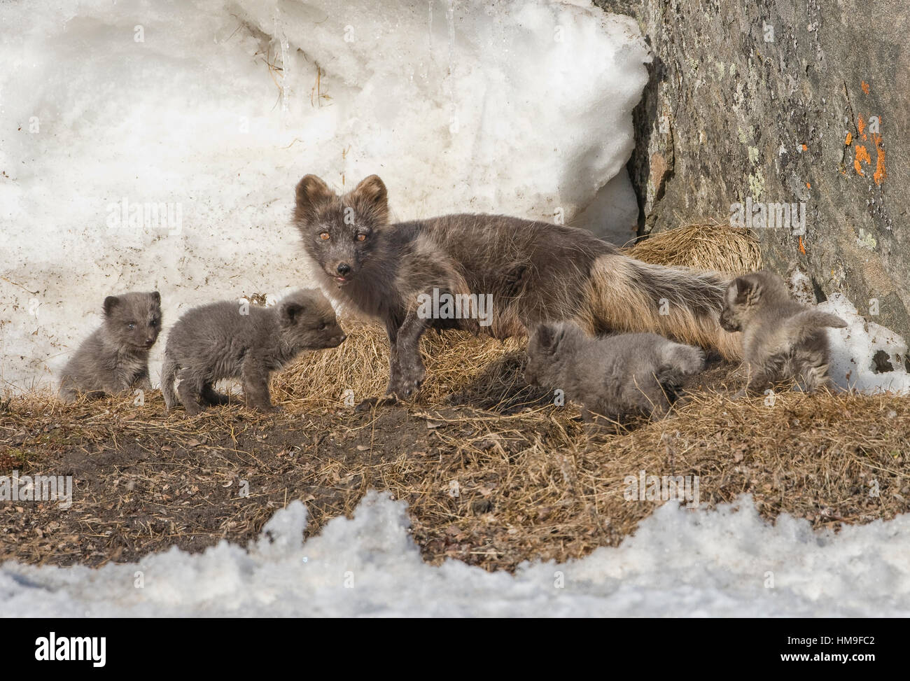 Arctic fox den in early summer Stock Photo - Alamy