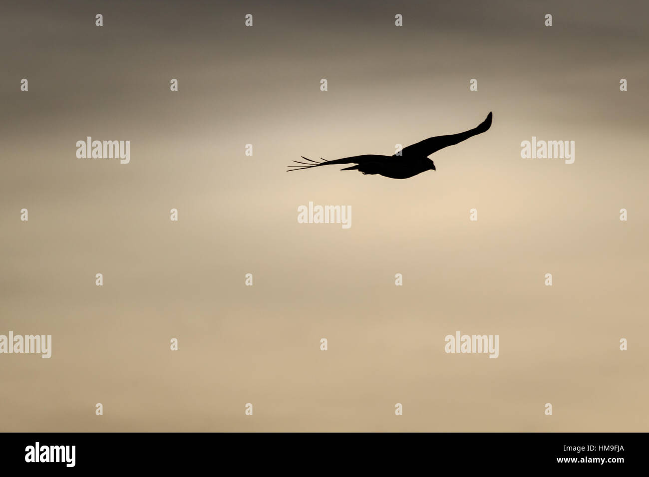 A beautiful Red-Tailed Hawk flies into the setting sun Stock Photo - Alamy