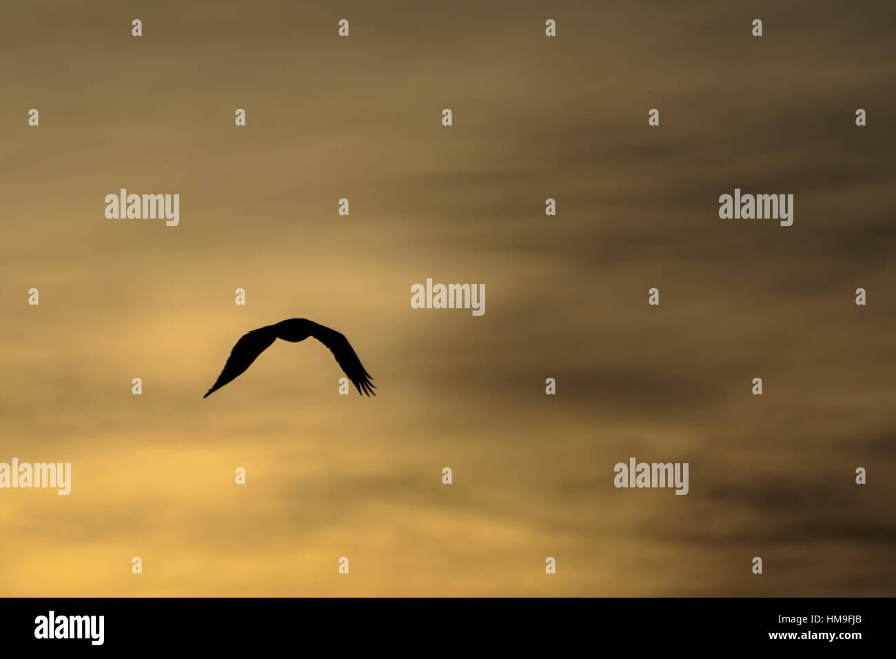 A beautiful Red-Tailed Hawk flies into the setting sun Stock Photo - Alamy