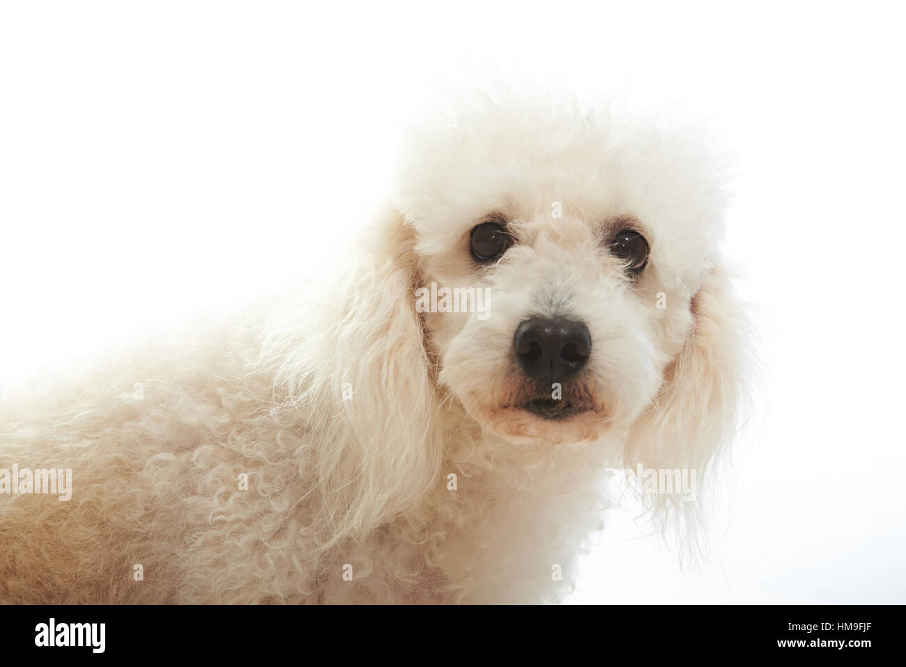 portrait of white poodle isolated on background Stock Photo - Alamy