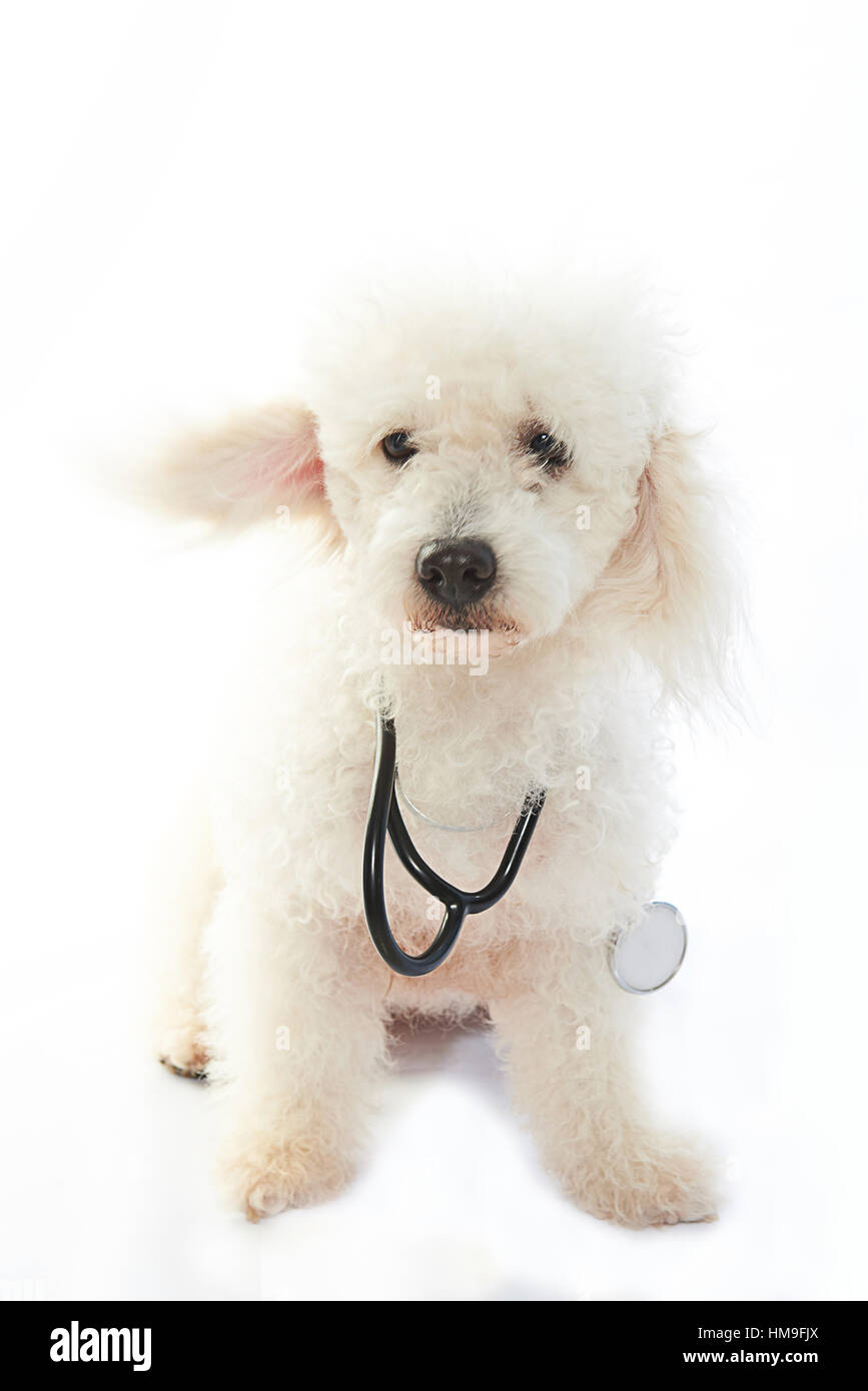 white dog as doctor with a stethoscope on a white background Stock ...