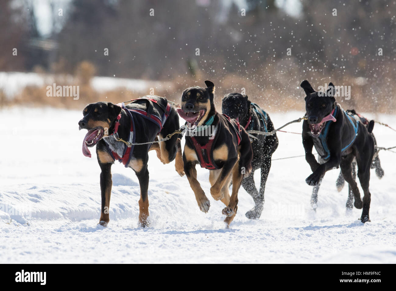 sledding dogs competition Stock Photo - Alamy