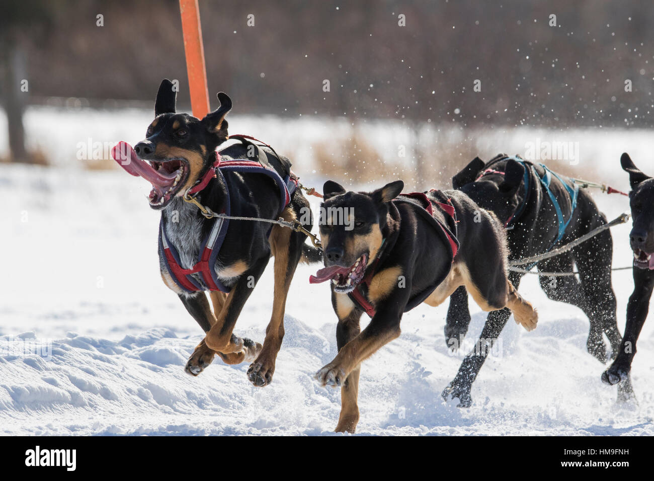 sledding dogs competition Stock Photo - Alamy