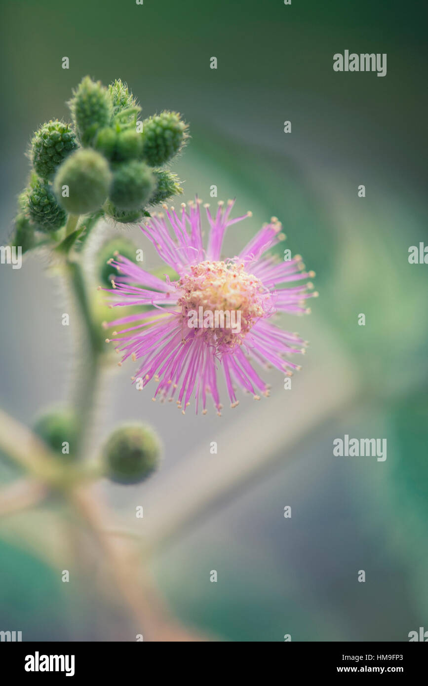 Mimosa (touch me not Stock Photo - Alamy