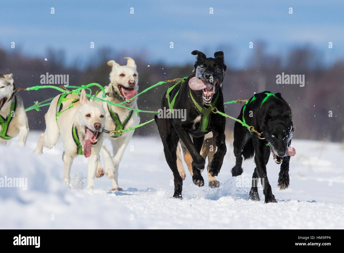 sledding dogs competition Stock Photo - Alamy