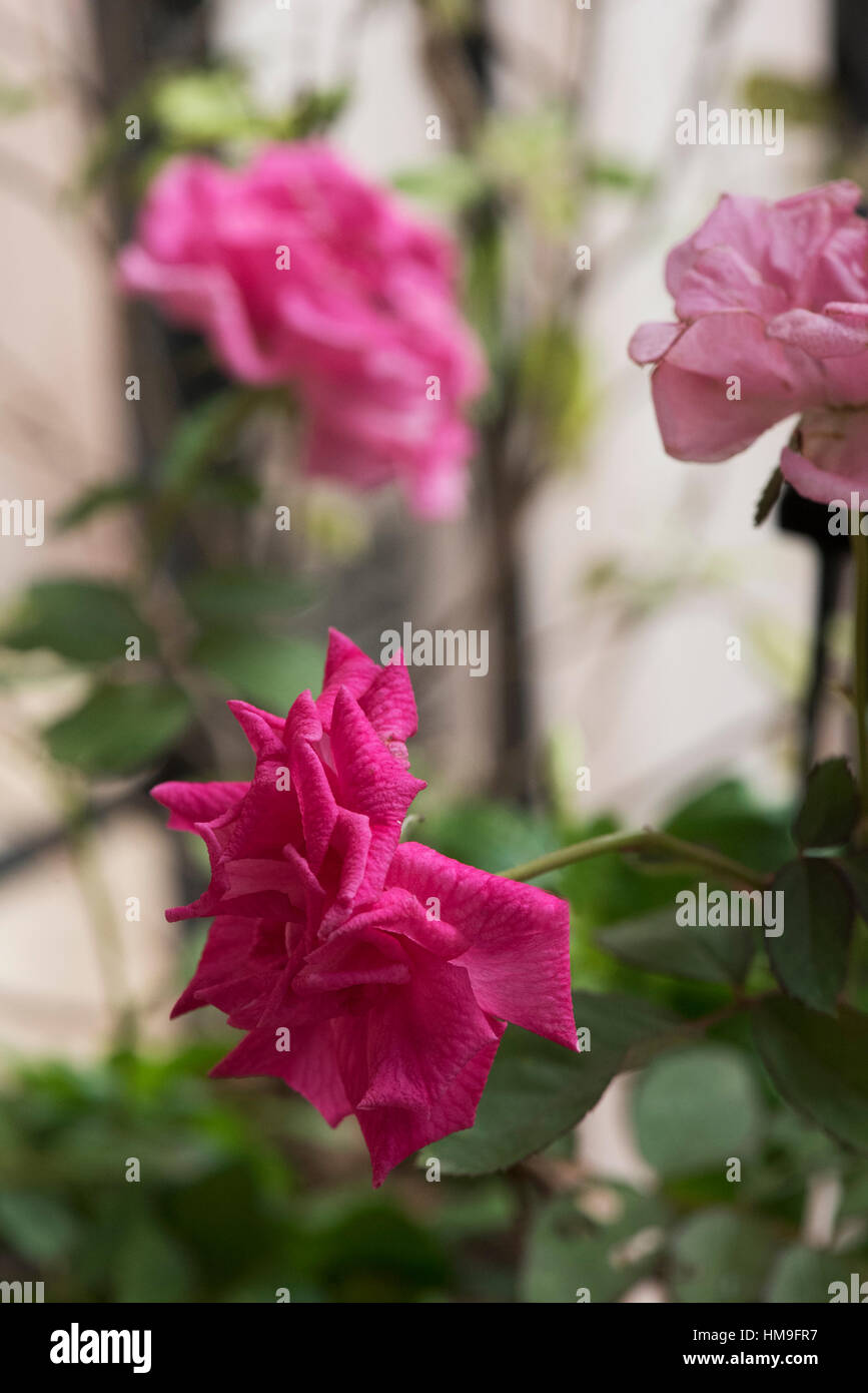 Pinkrose High Resolution Stock Photography and Images - Alamy