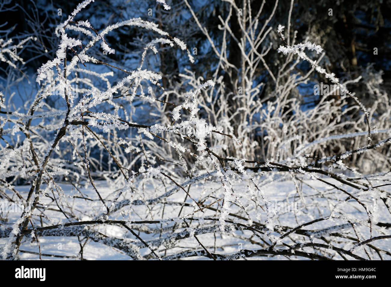 winter background- branches with frost Stock Photo - Alamy