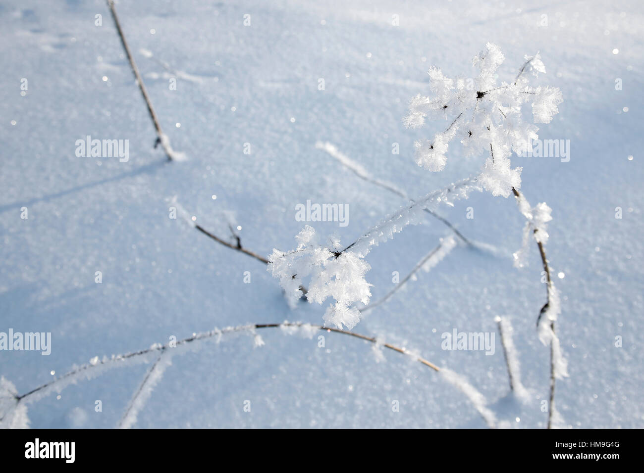 beautiful flower with frozen ice crystals Stock Photo - Alamy