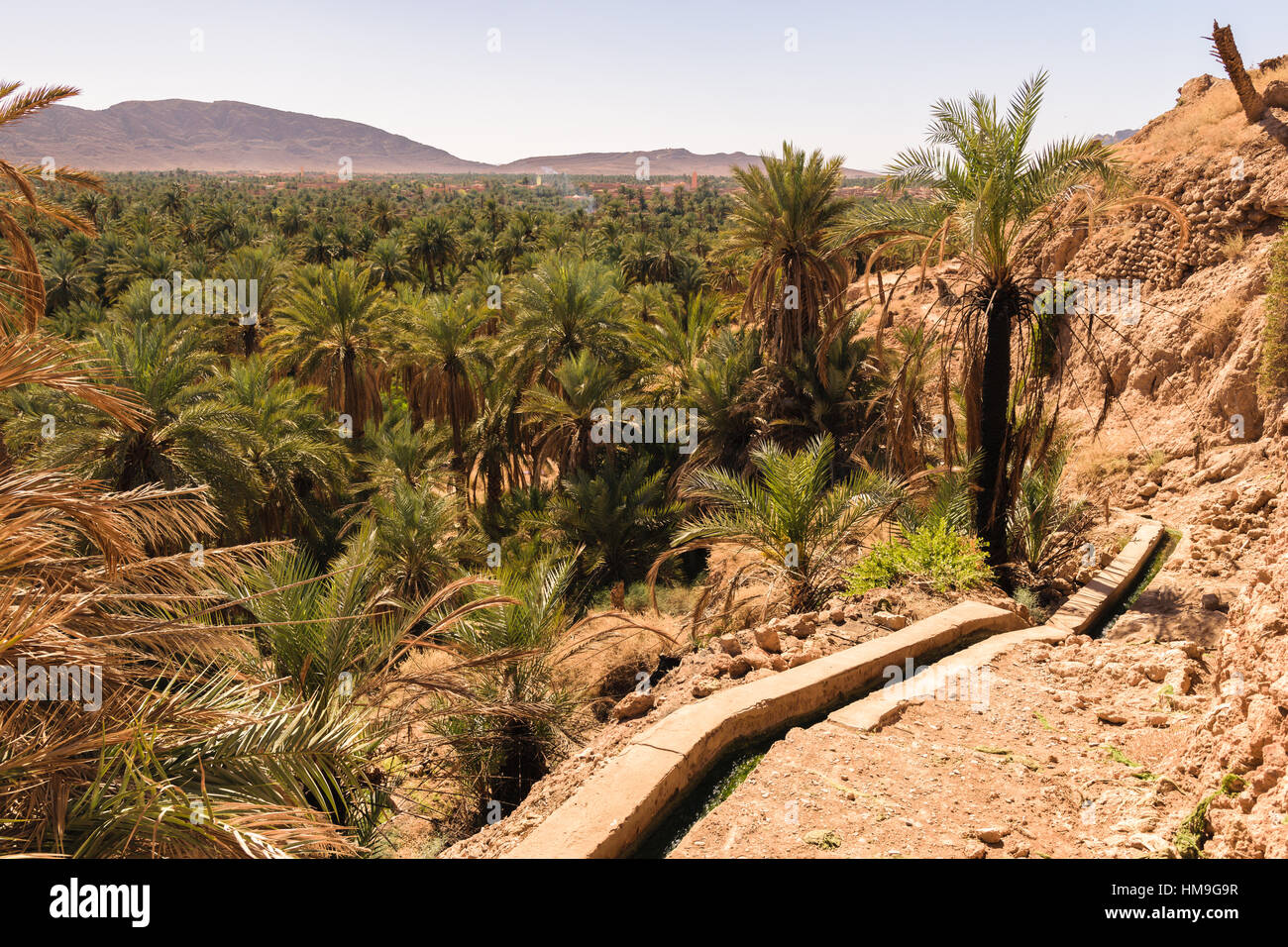 Date palm tree morocco hi-res stock photography and images - Alamy