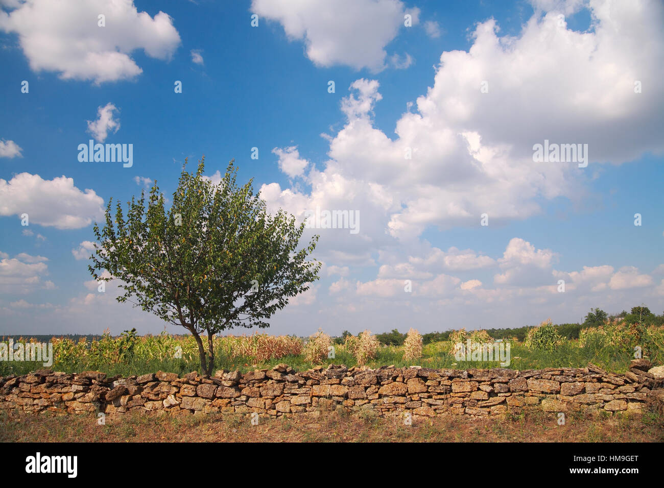 Rural landscape, a fence made of natural stone, tree against the sky ...