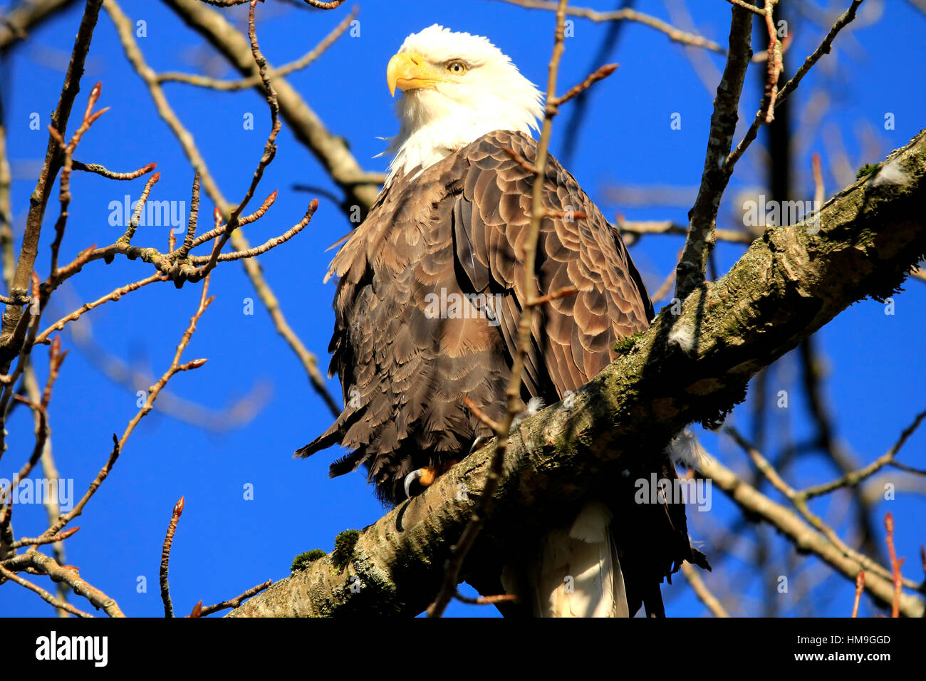 Pure white eagle hi-res stock photography and images - Alamy