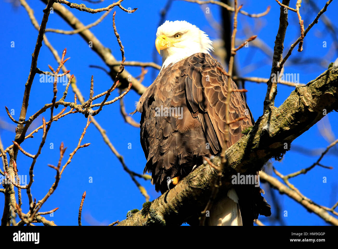 Bald eagle on tree limb hi-res stock photography and images - Alamy