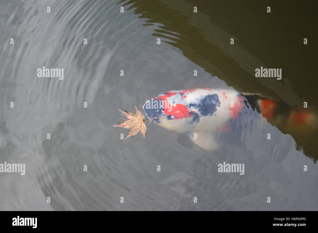 Coy and water waves hi-res stock photography and images - Alamy