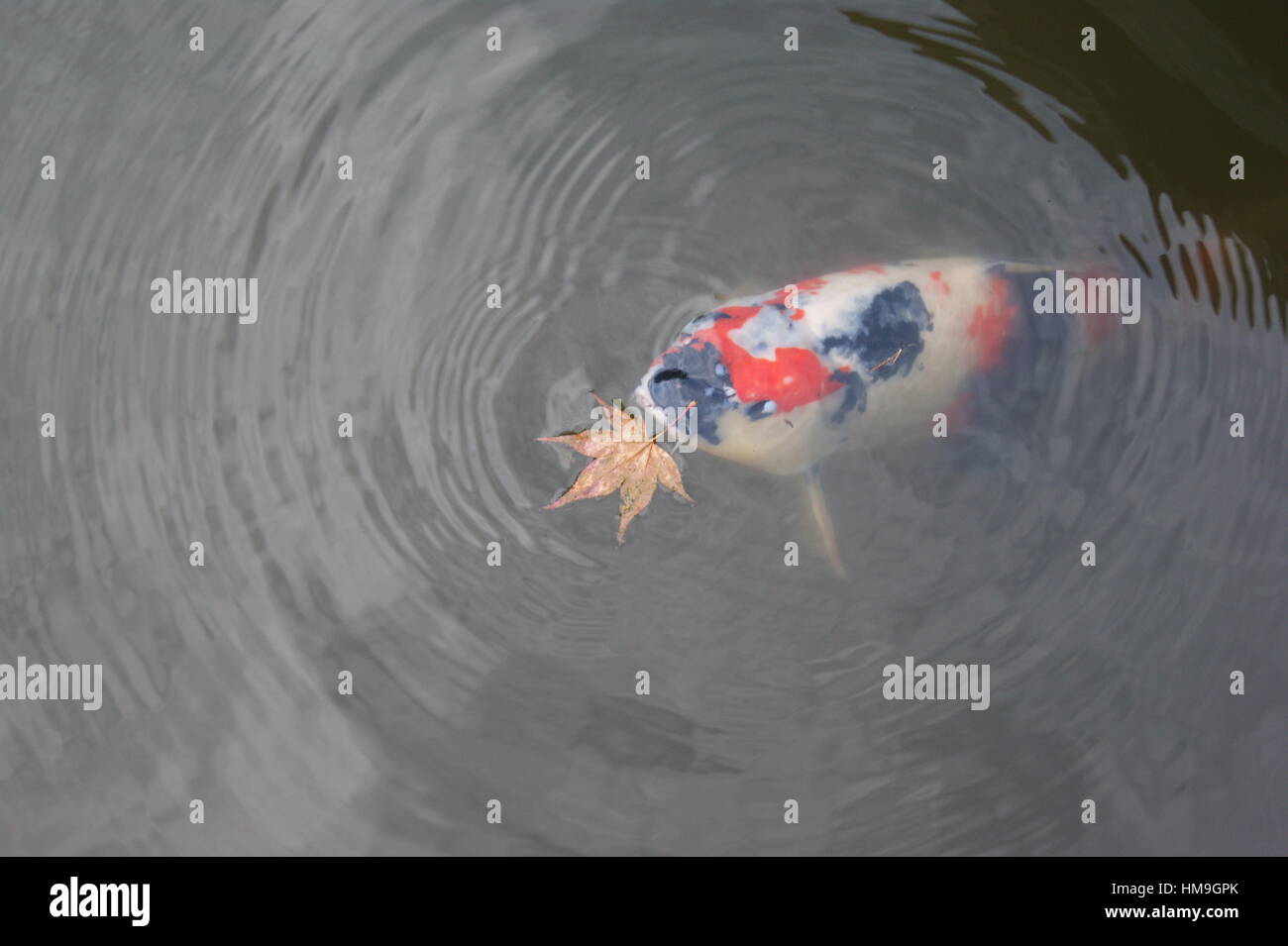 coy and leef Stock Photo - Alamy