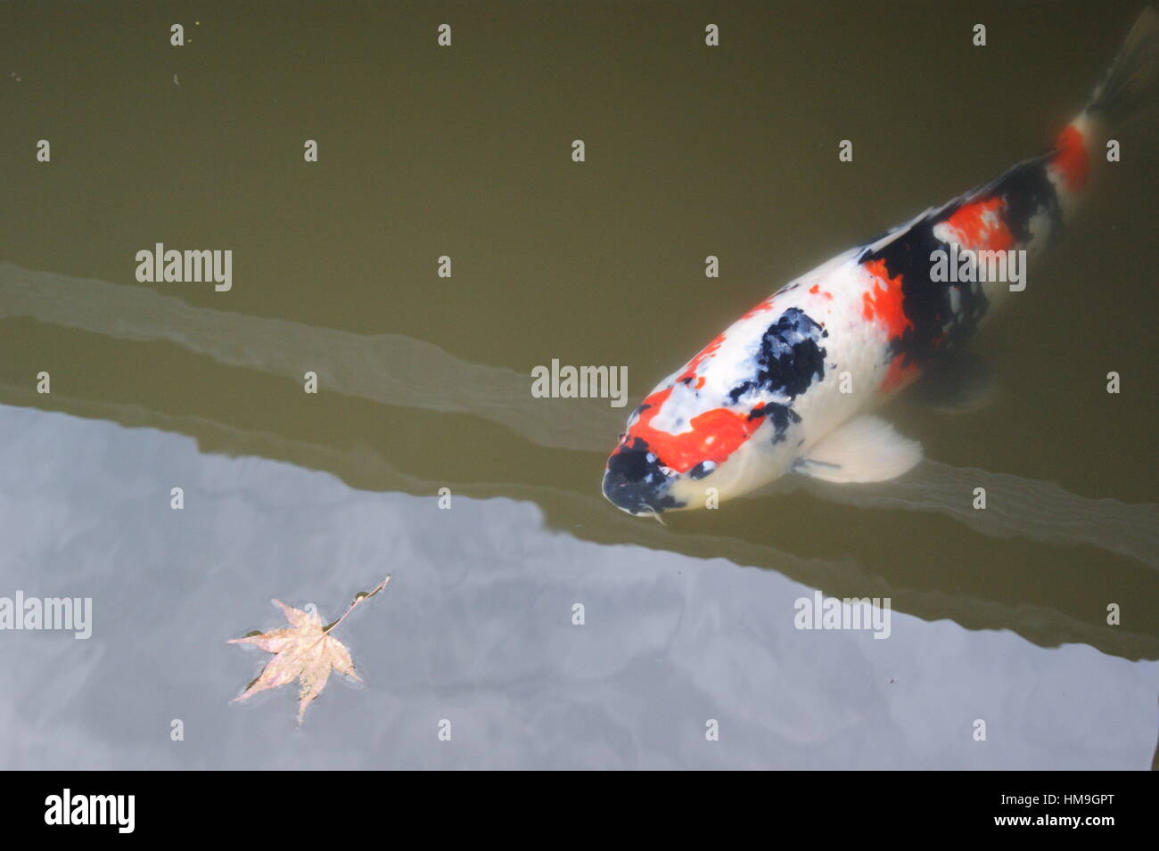 Coy hi-res stock photography and images - Alamy