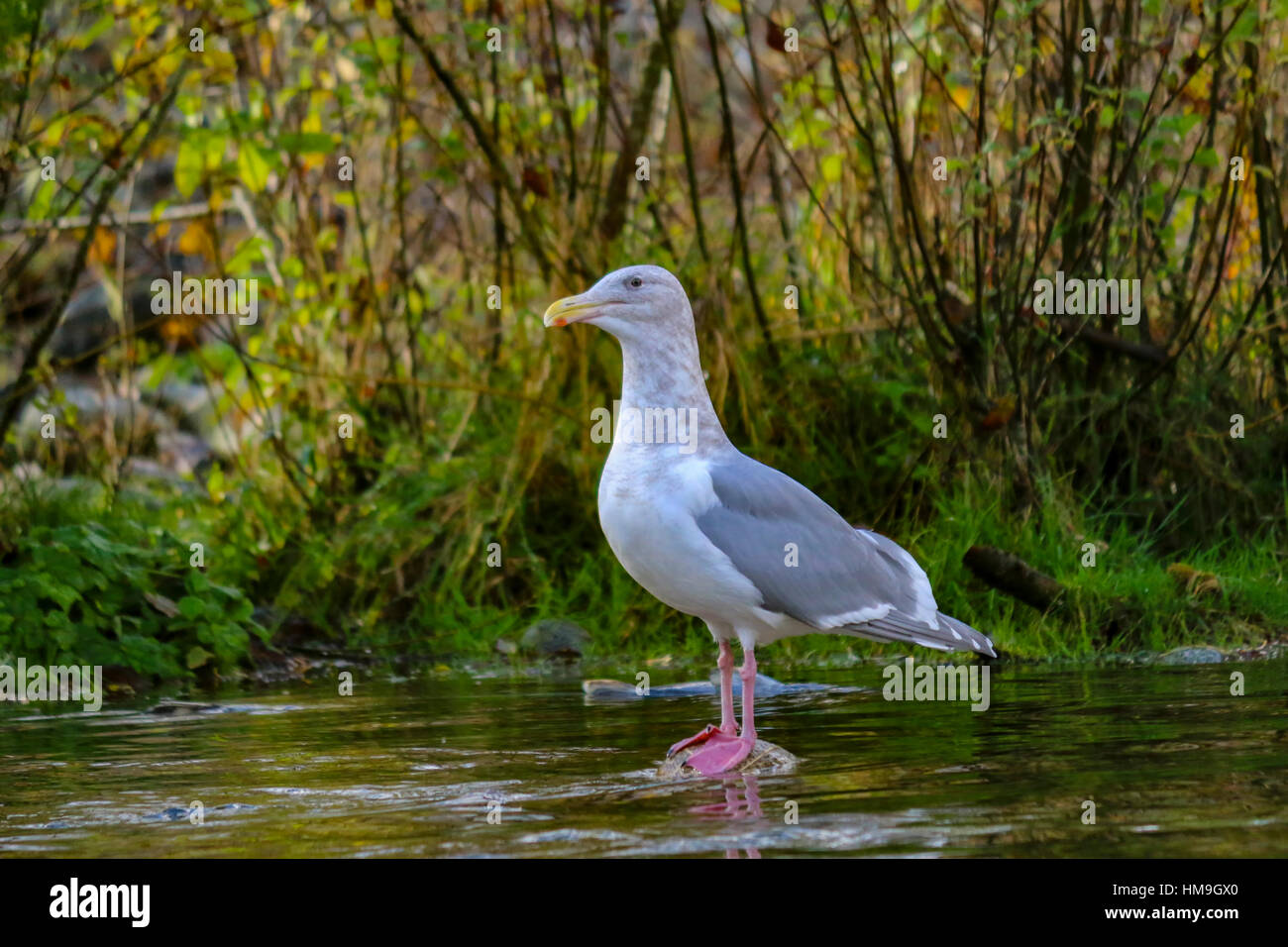 Seagull waiting at salmon run in shallows 1, Mission BC Stock Photo - Alamy