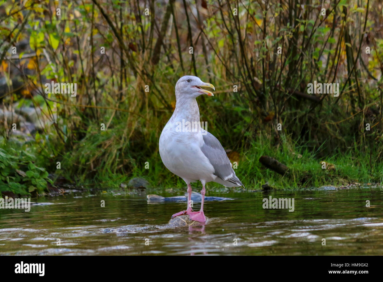 Seagull waiting at salmon run in shallows 2, Mission BC Stock Photo - Alamy
